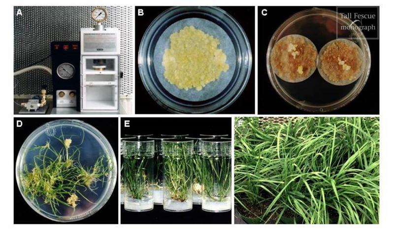 Pass Me The Gene Gun | Bang! Science Magazine