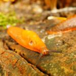 Climate change causing a slug population boom | Bang! Science Magazine